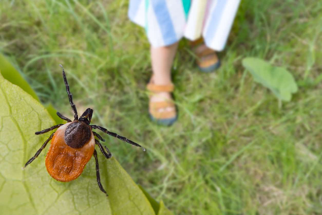 Tick Prevention | All American Pest Management